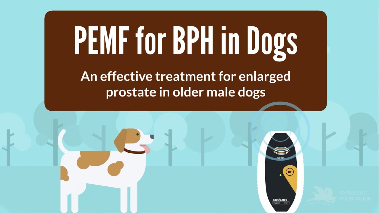 PEMF for BPH in Dogs