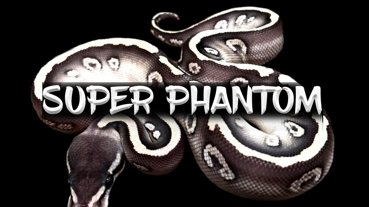 The 'Super Phantom' Ball Python