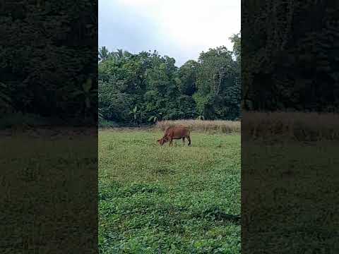 Daming food ang Alagang baka #shortsfeed #shortvideoviral #feedingcow