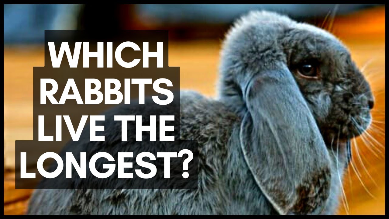 Which Rabbits Live The Longest?