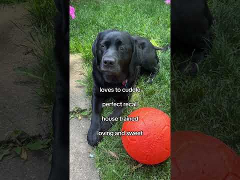 My dog is scared of kids… but she’s warming up to them!!! #dogs #labrador #funnydogs #cutedogs