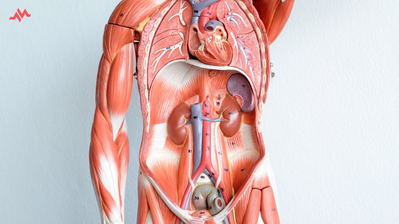 Abdominal Anatomy - Retroperitoneal Organs (SAD PUCKER Mnemonic)