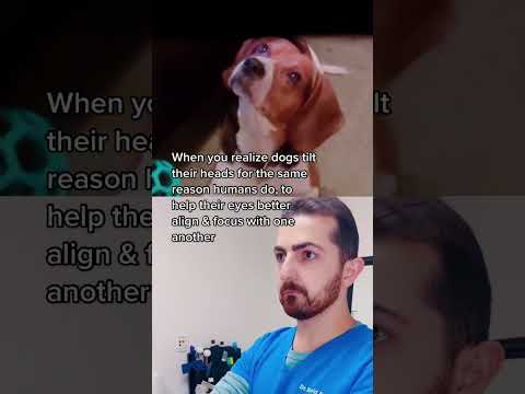 Dogs tilt their heads for the same reason that humans do.. to help the eyes better align & focus at