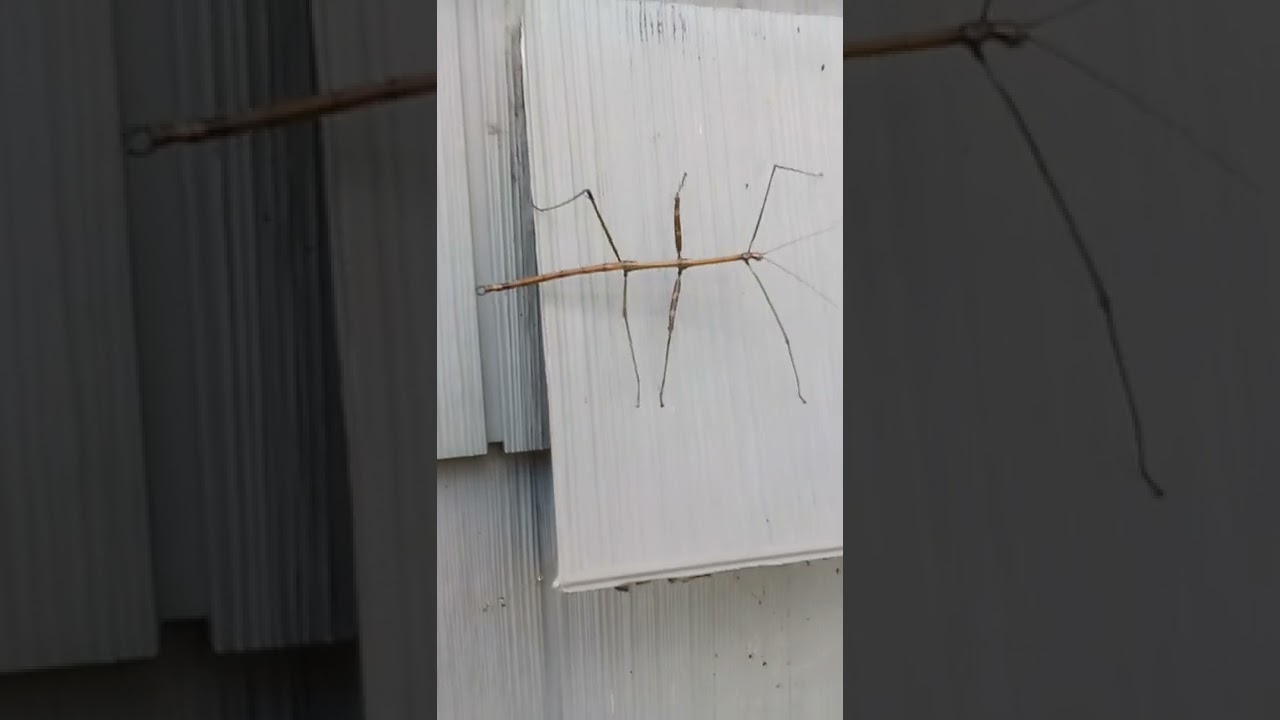 walking stick bug 🐛🪲#nature