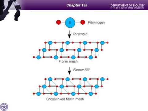 chap 13b