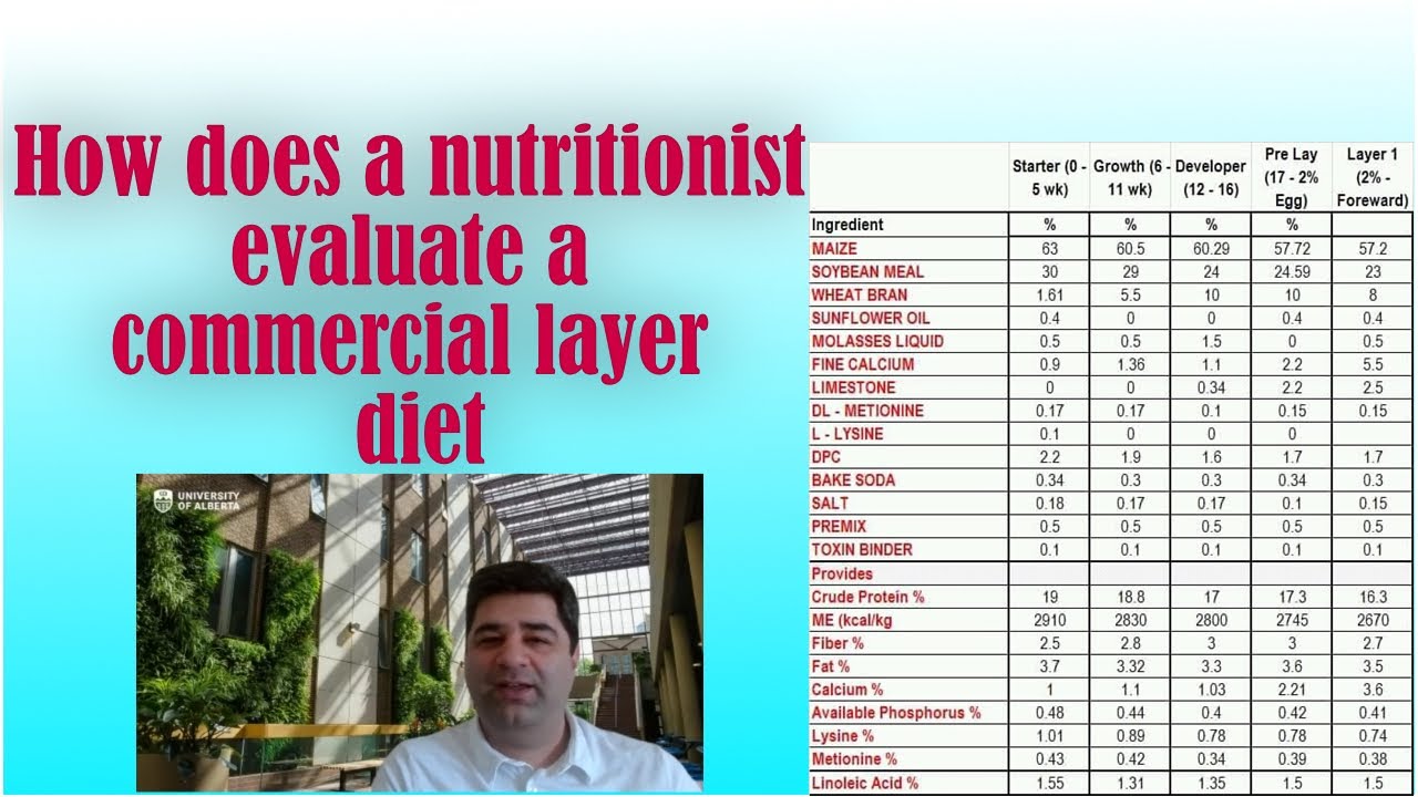 Layer diet evaluation