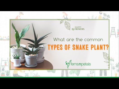 #HappyCorners - Types of Snake Plant by Ferns N Petals
