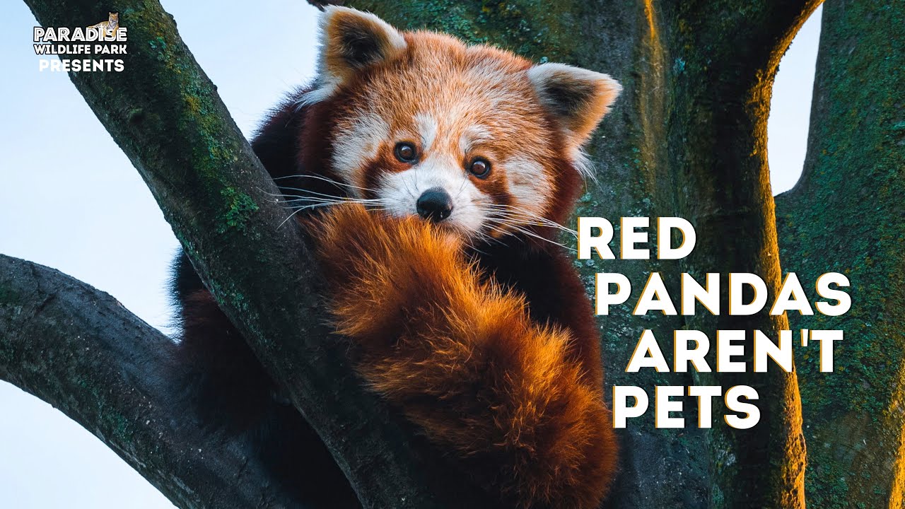 Why a Red Panda wouldn't make a good pet!