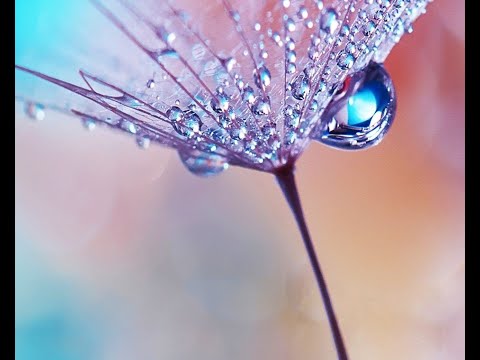 Flower HD wallpaper for phones | Download links included 4K wallpaper | Latest 2021 collections
