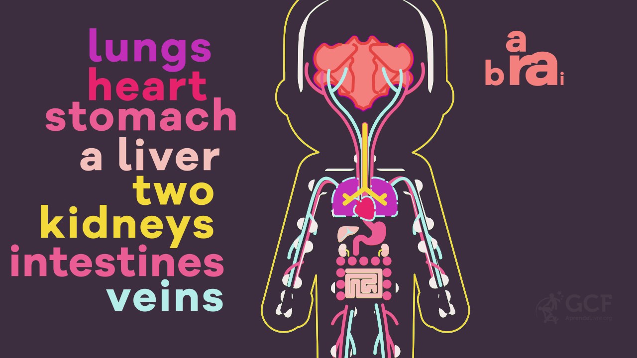 Vocabulário: O corpo humano - The Human Body