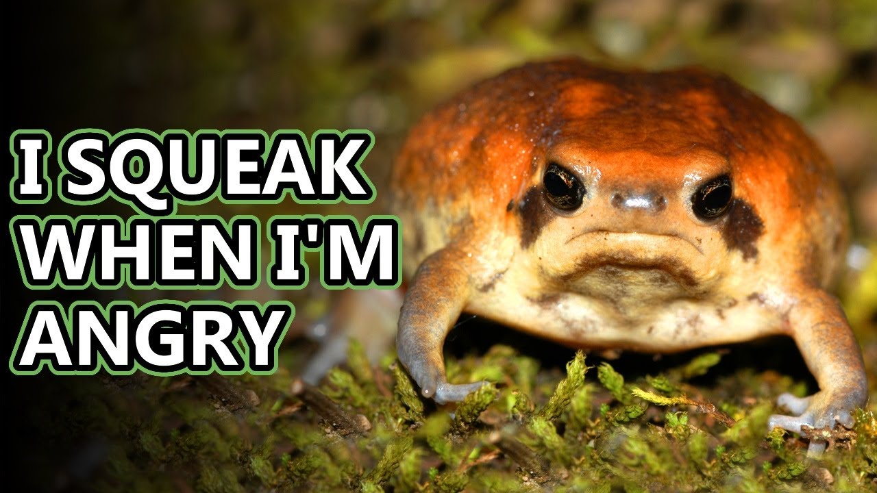 Rain Frog facts: The Squeaky Frog | Animal Fact Files