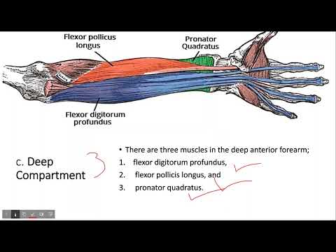 Forearm | Muscles of Anterior Compartment of Forearm ( Hindi / Urdu )