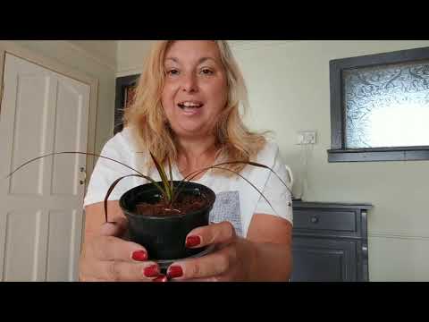Dracaena Marginata Water Propagation and Philodendron Scandens Plant Swap