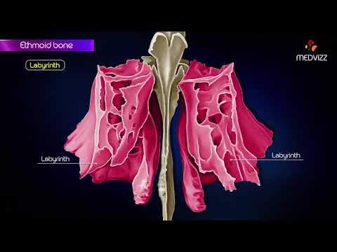 Ethmoid bone anatomy - Head and neck Animated osteology - MBBS , FMGE and NEET PG