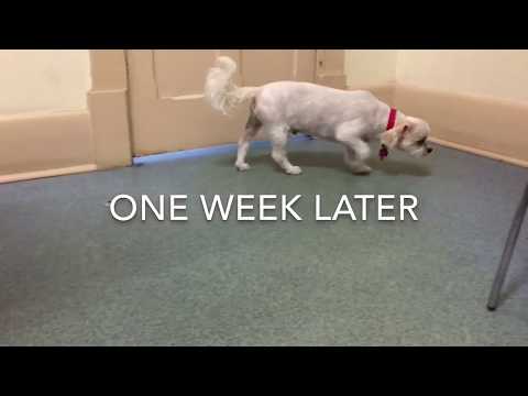 Ataxia due to IVDD in a dog