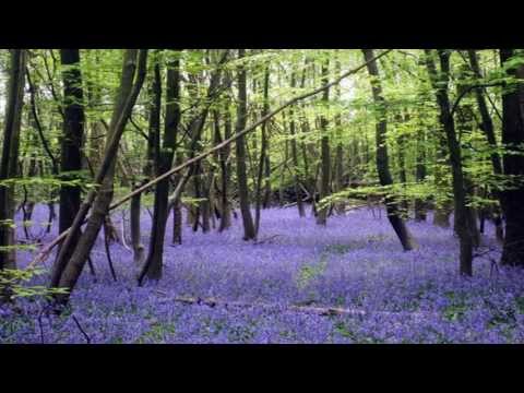 The Magical Beauty of Fairy Flowers (HD1080p)