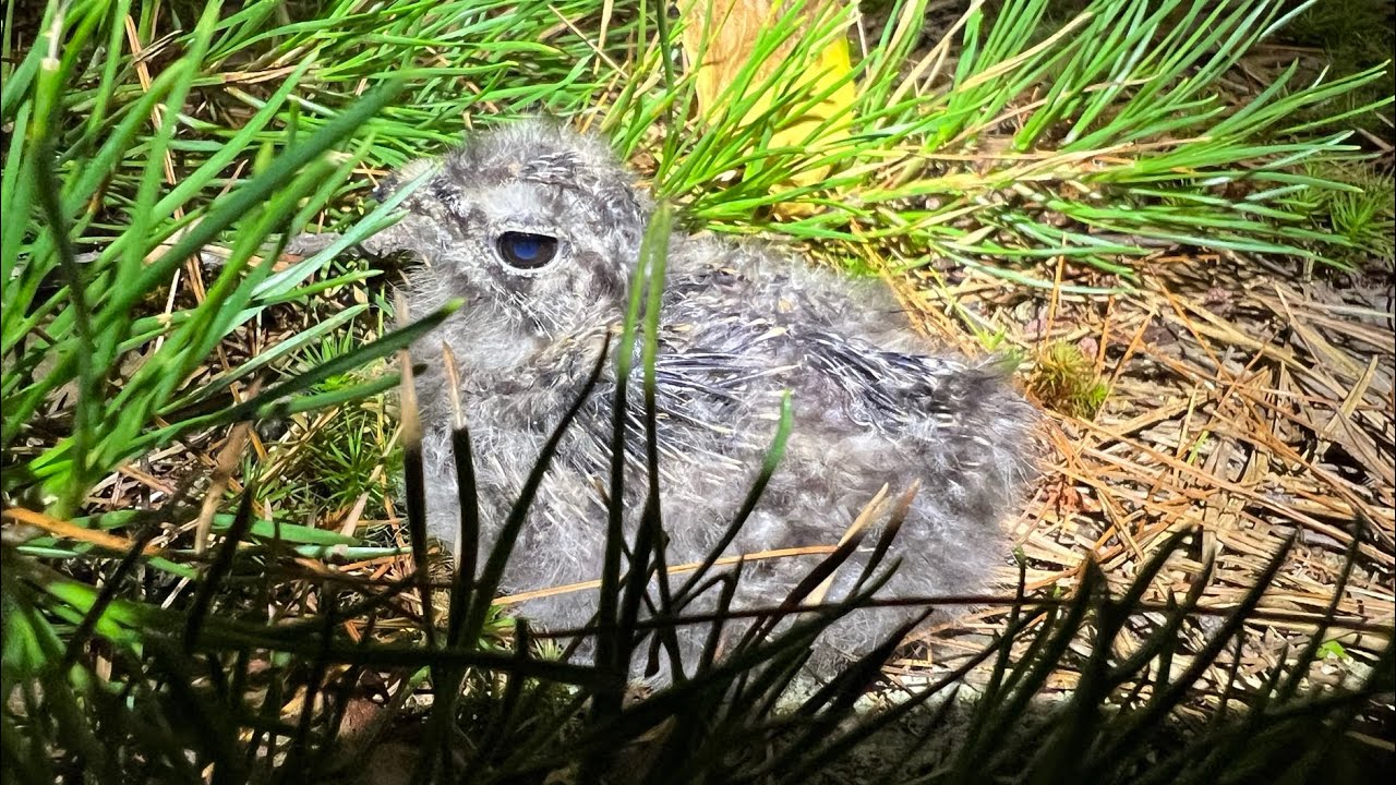Common Nighthawk Nest Monitoring in Hollis, Maine