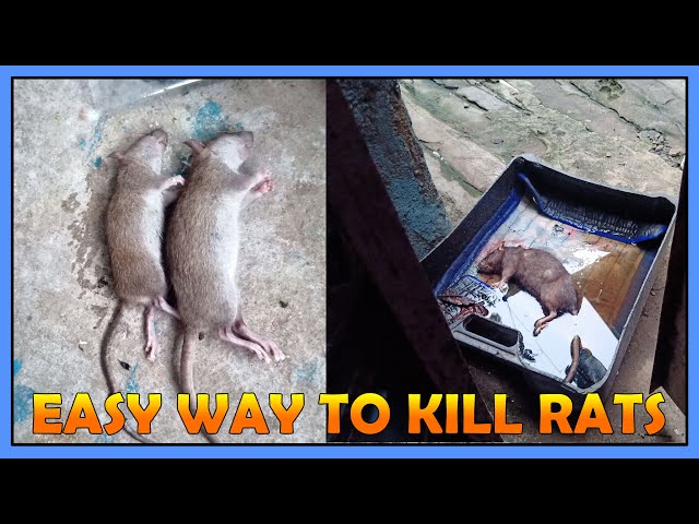 Zinc Phosphide Products - Commando Plus Zinc Phosphide 80% W/W Trader ...