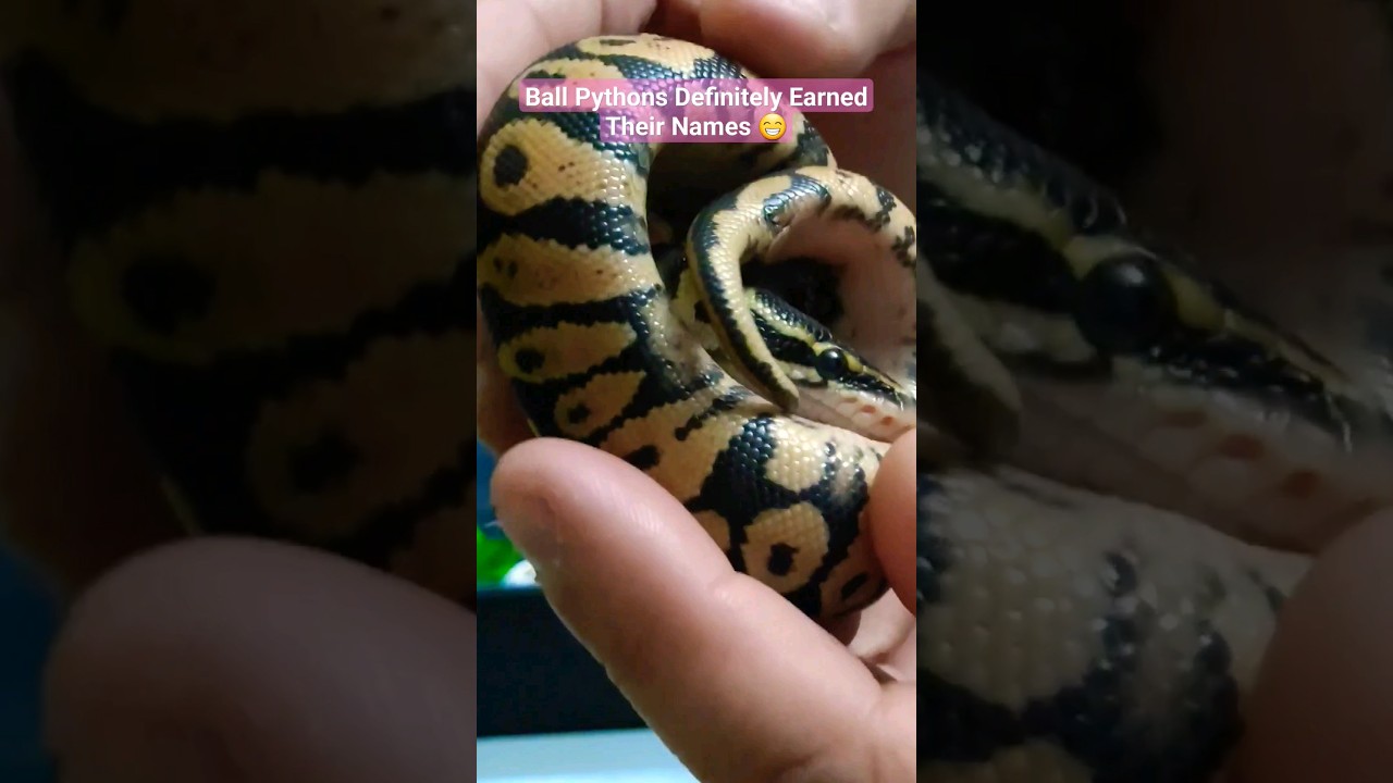 Ball Pythons Definitely Earned Their Names 😁
