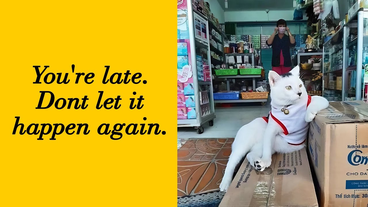 This Twitter Account Shares Photos of Cats in Small Shops Acting Like They Own the Place