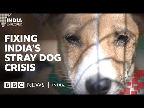 India Stray Dog Crisis Explained: Causes & Solutions