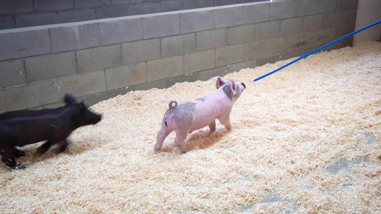 Ottenwalter Showpigs | 10/19/20 | 155-1