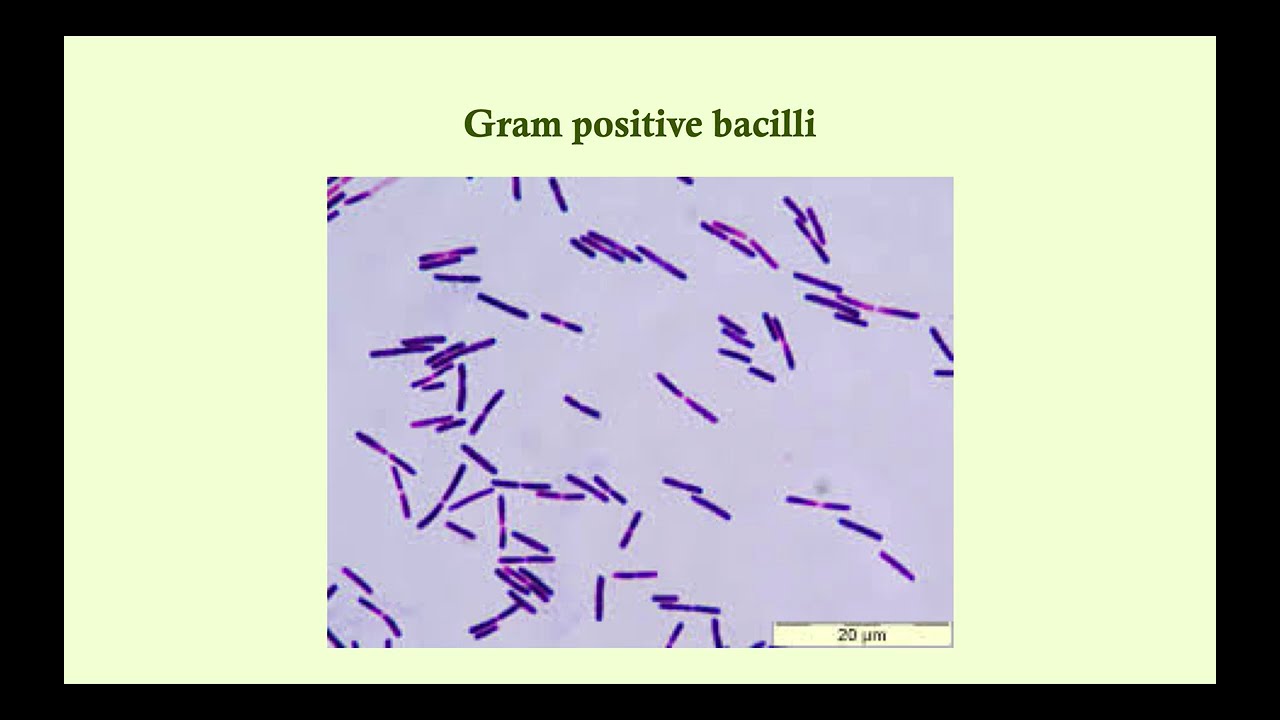 Gram Positive Overview - Microbiology Boot Camp