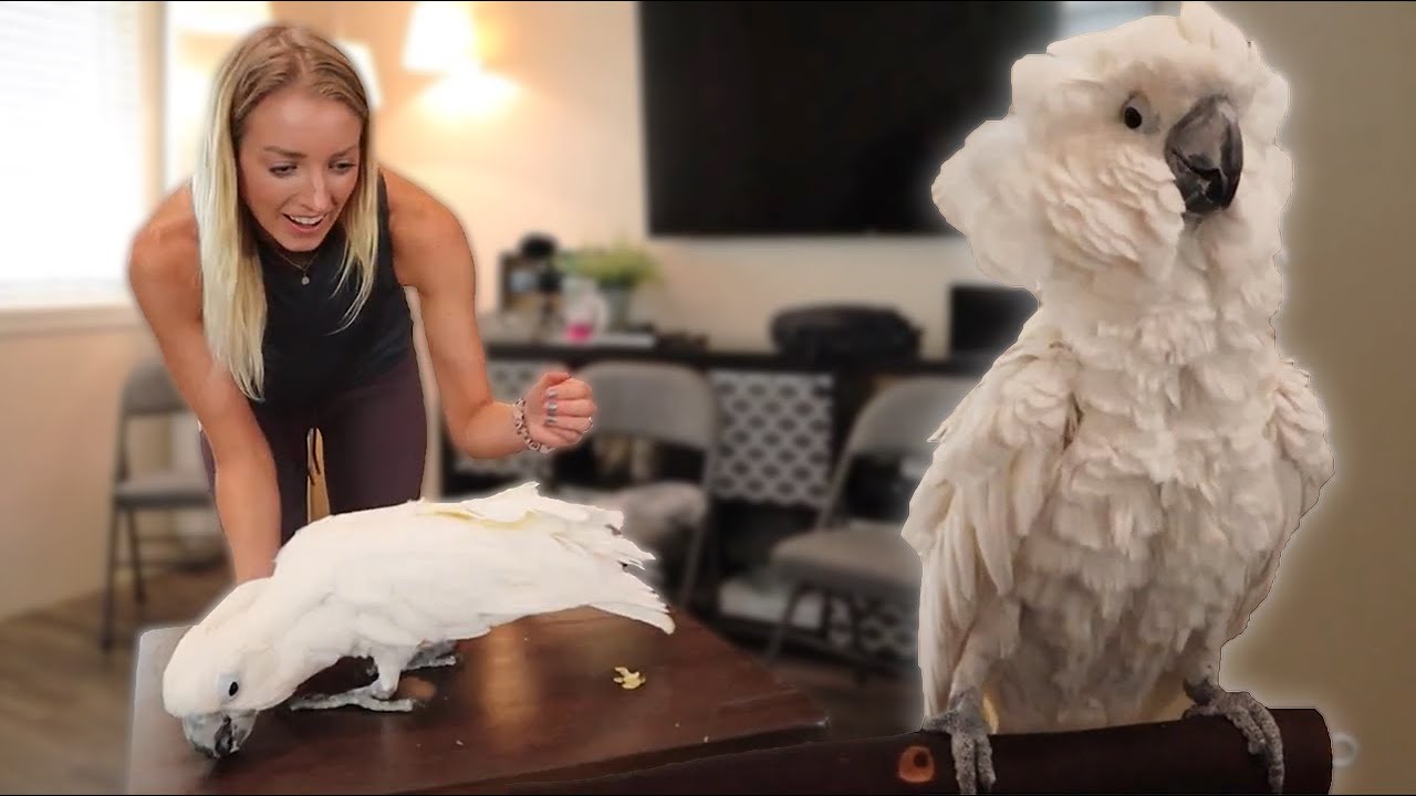 THIS UMBRELLA COCKATOO IS TOO MUCH FOR US! 🤯