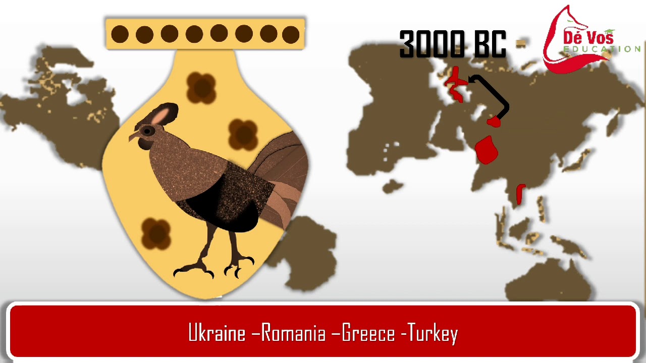 Domestication of the chicken : History and selective breeding