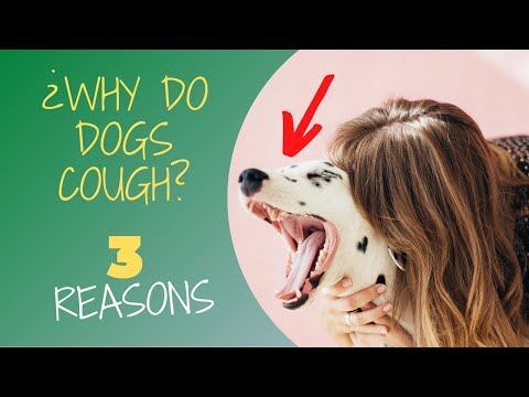 🩺WHY DOGS COUGH: Types, Causes, Symptoms and Prevention