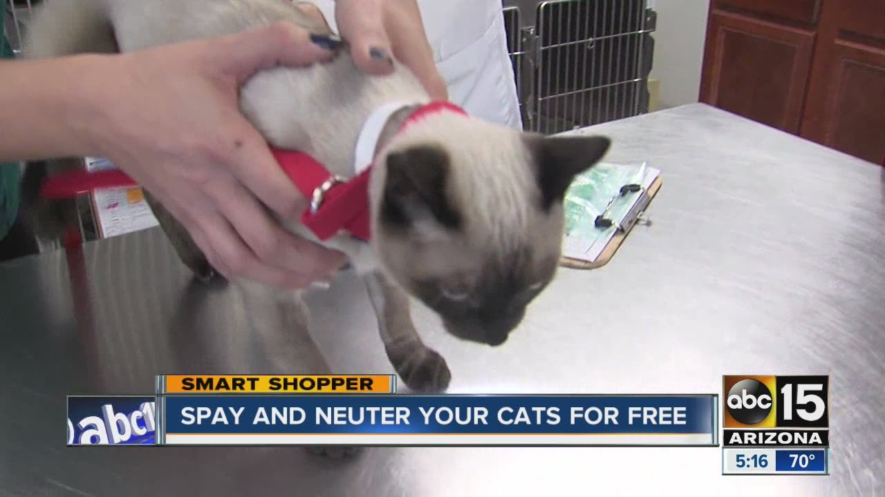 Smart Shopper: Get your cat fixed for free!