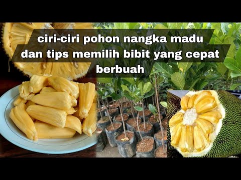 CIRI-CIRI NANGKA MADU, DAN TIPS CARA MEMILIH BIBIT NYA