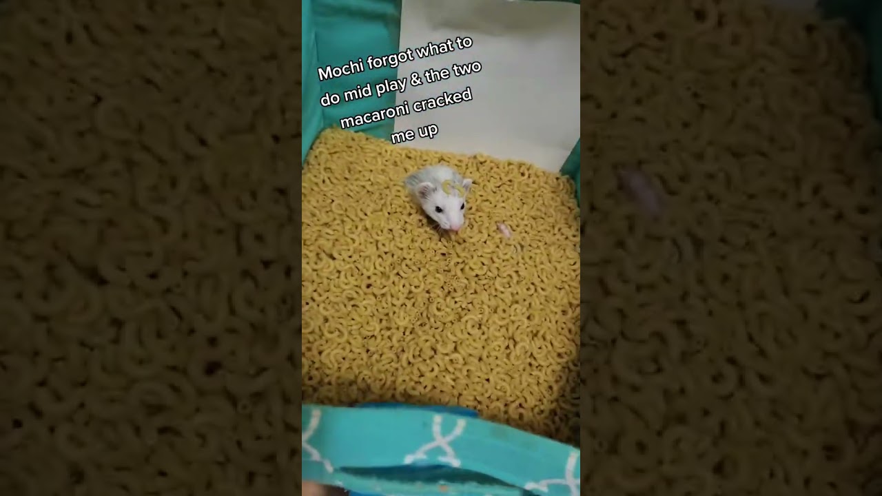 Mochi in the Macaroni