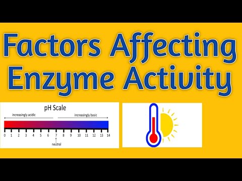 Factors affecting enzyme activity || Factors influencing enzyme activity
