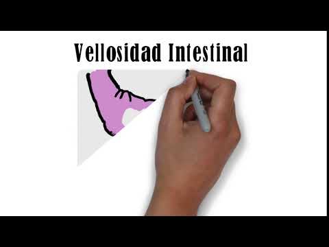 Spanish Medical Interpreter-Spanish Medical Terminology- Pronounce Villi in Spanish?