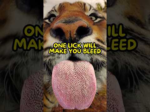 Why Tigers Have Spiky Tongues????