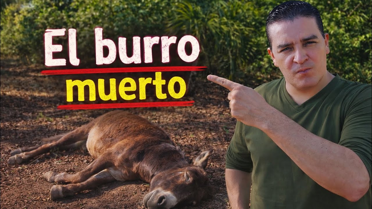El negocio del burro muerto: así engañó a todos y ganó miles