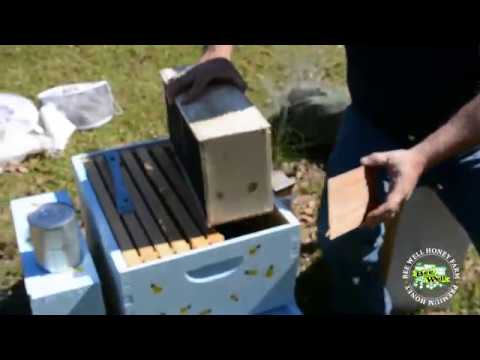 Bee Well Honey: How to Install Package Bees