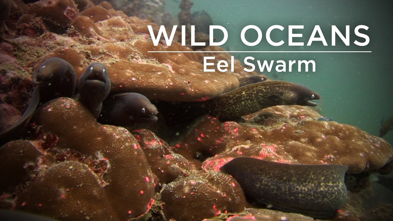 Ghost pipefish & an eel swarm