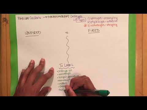 Cnidaria Nematocysts Drawing