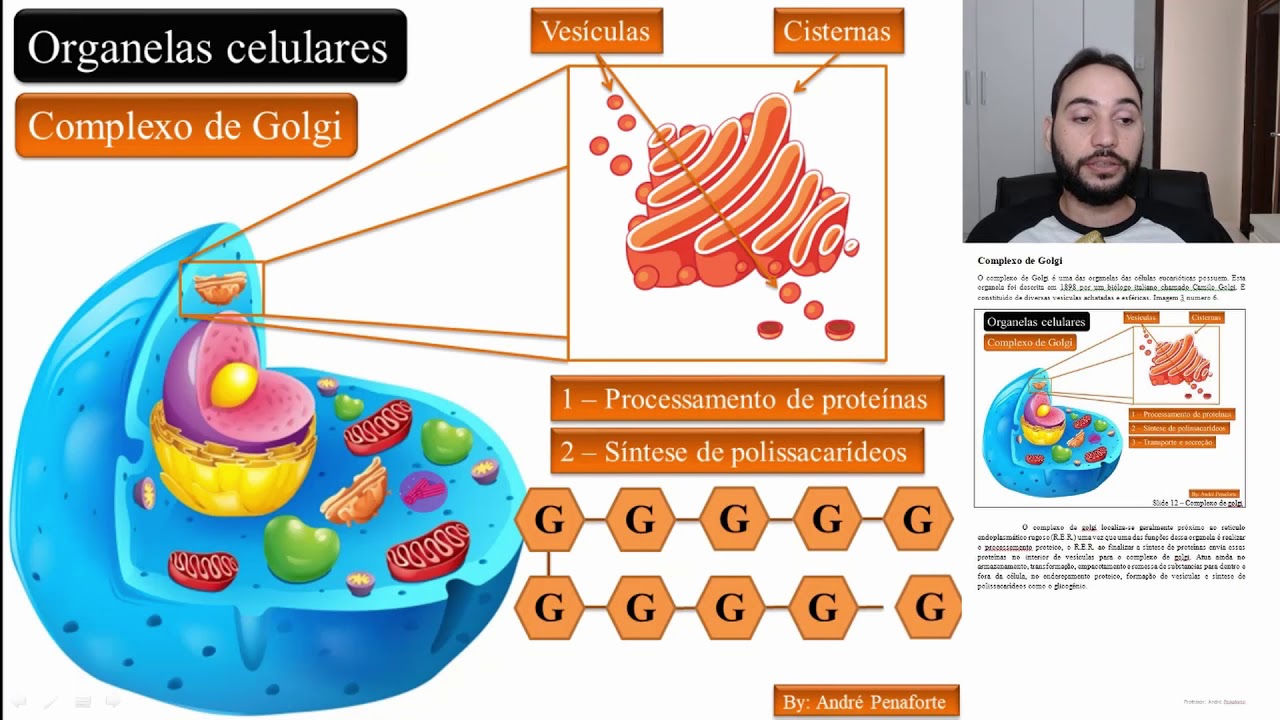 11 - Citologia - Complexo de Golgi