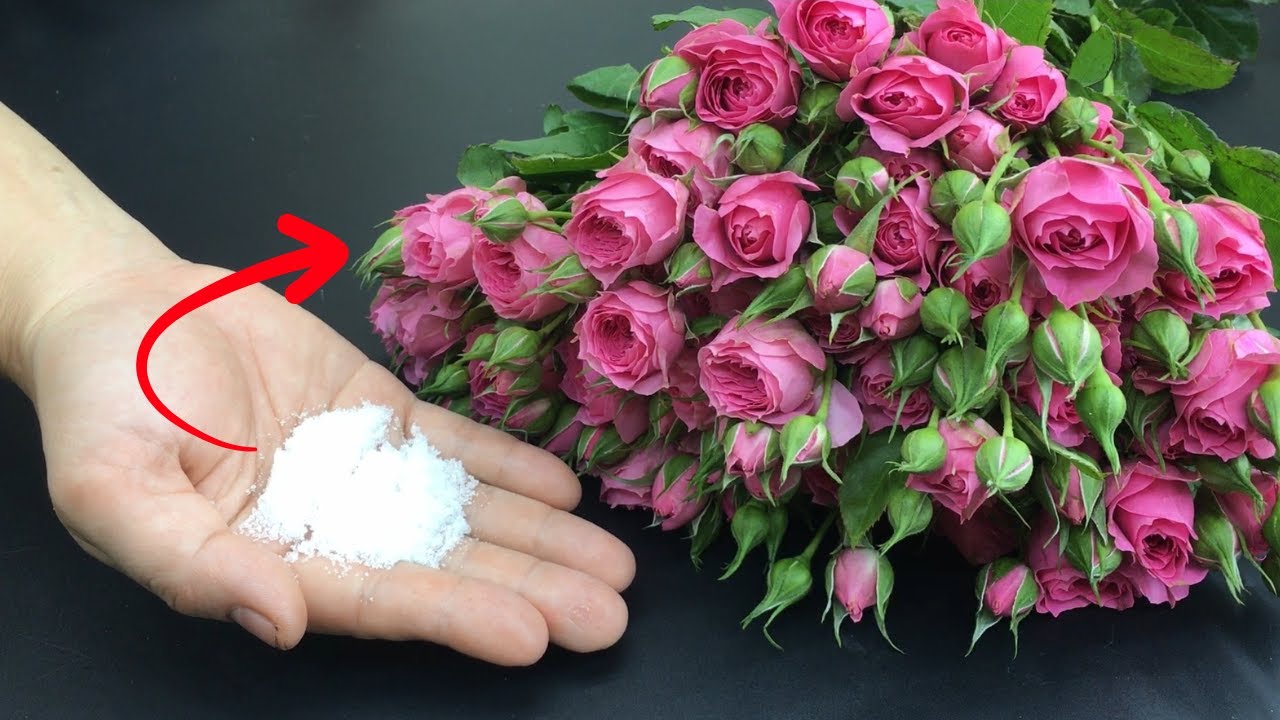 Florist’s Secret to Month-Long Fresh Flowers Without Rotting!