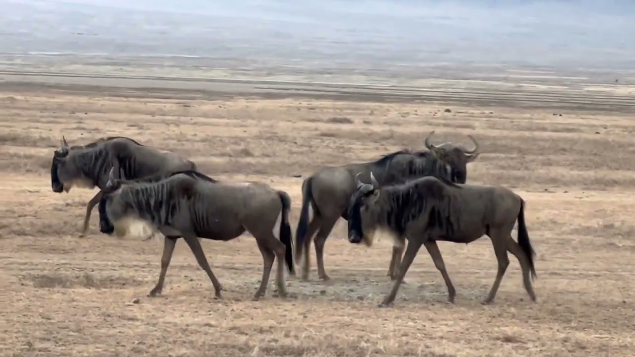 Wildebeest#They Calling Sound