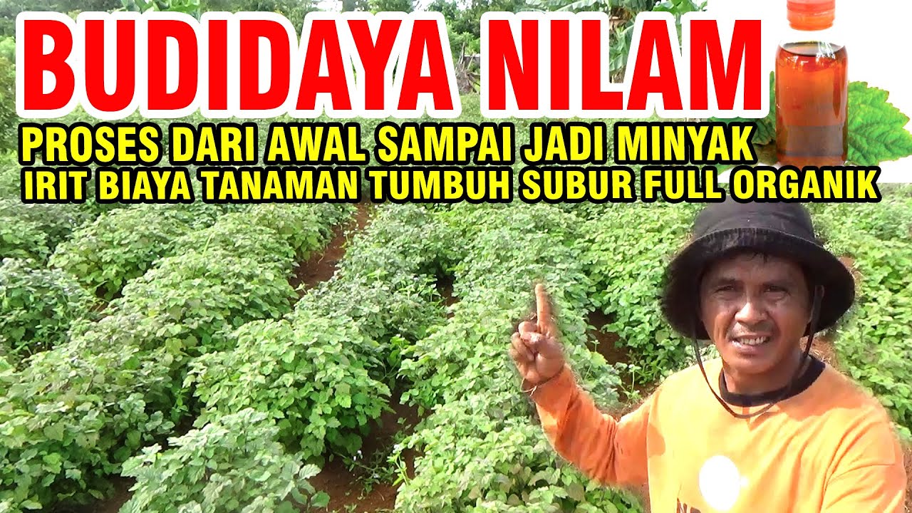 FULL VIDEO 👍CARA MENANAM NILAM DARI AWAL SAMPAI JADI MINYAK MURAH BIAYA