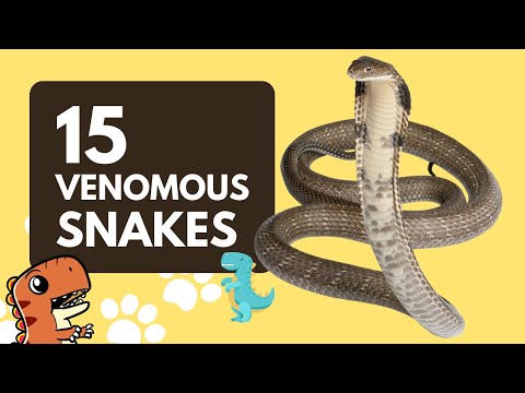 Top 15 Most Venomous Snakes in the World for Kids to Learn - Educational Video