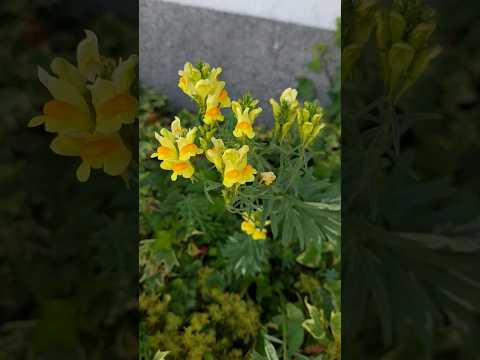 Butter and egg flower