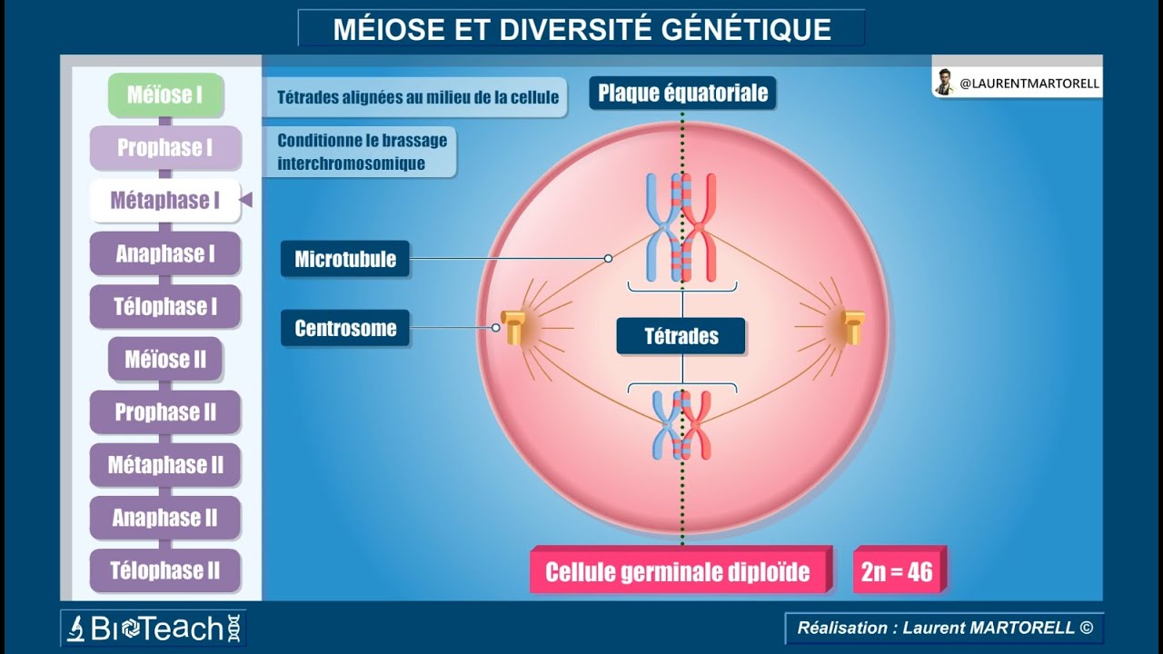 ✅ Tout savoir et comprendre sur la méiose expliquée !