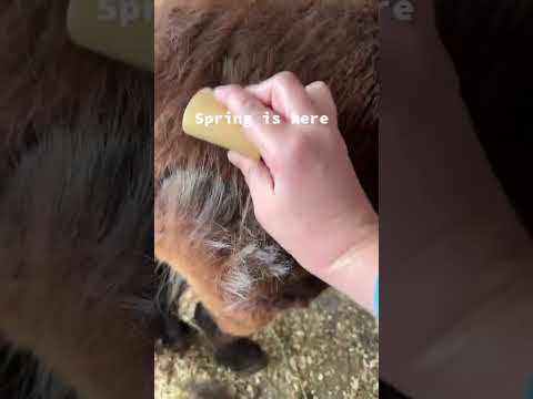 Daily maintenance 💪| Dog Grooming Tool | 2025