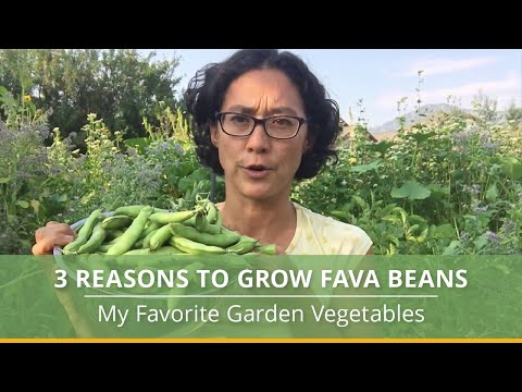Top 3 Reasons to Start Growing Fava Beans in Your Garden