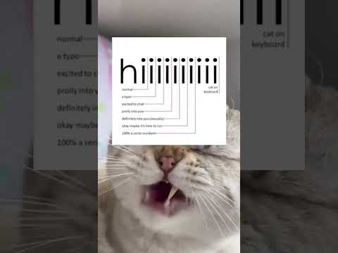 What does hi mean? #stories #cat #shorts